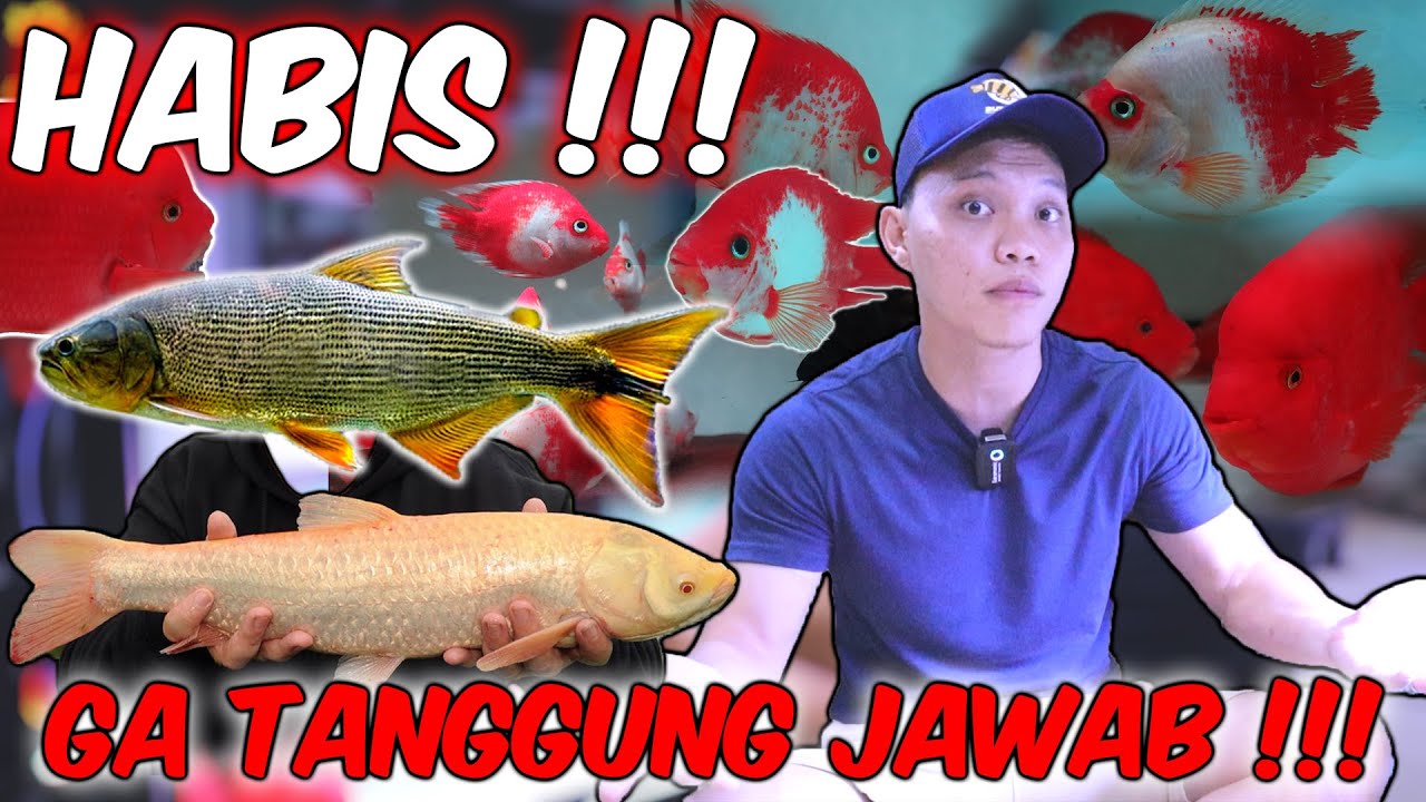 UPDATE STOCK MADE IN CHINNA RED MAMMON , GOLDEN DORADO , GRASSCARP ...