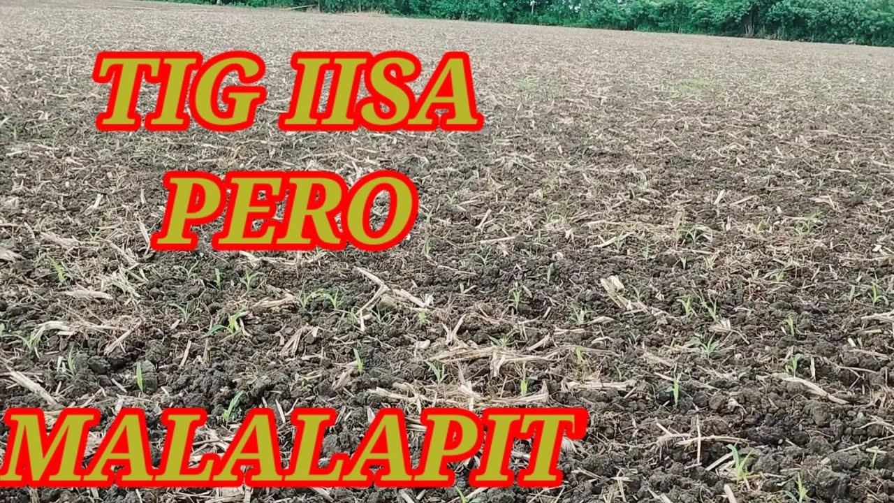 8 DAP PIONEER 3585 | BAKIT TIG IISA ANG TANIM? - YouTube