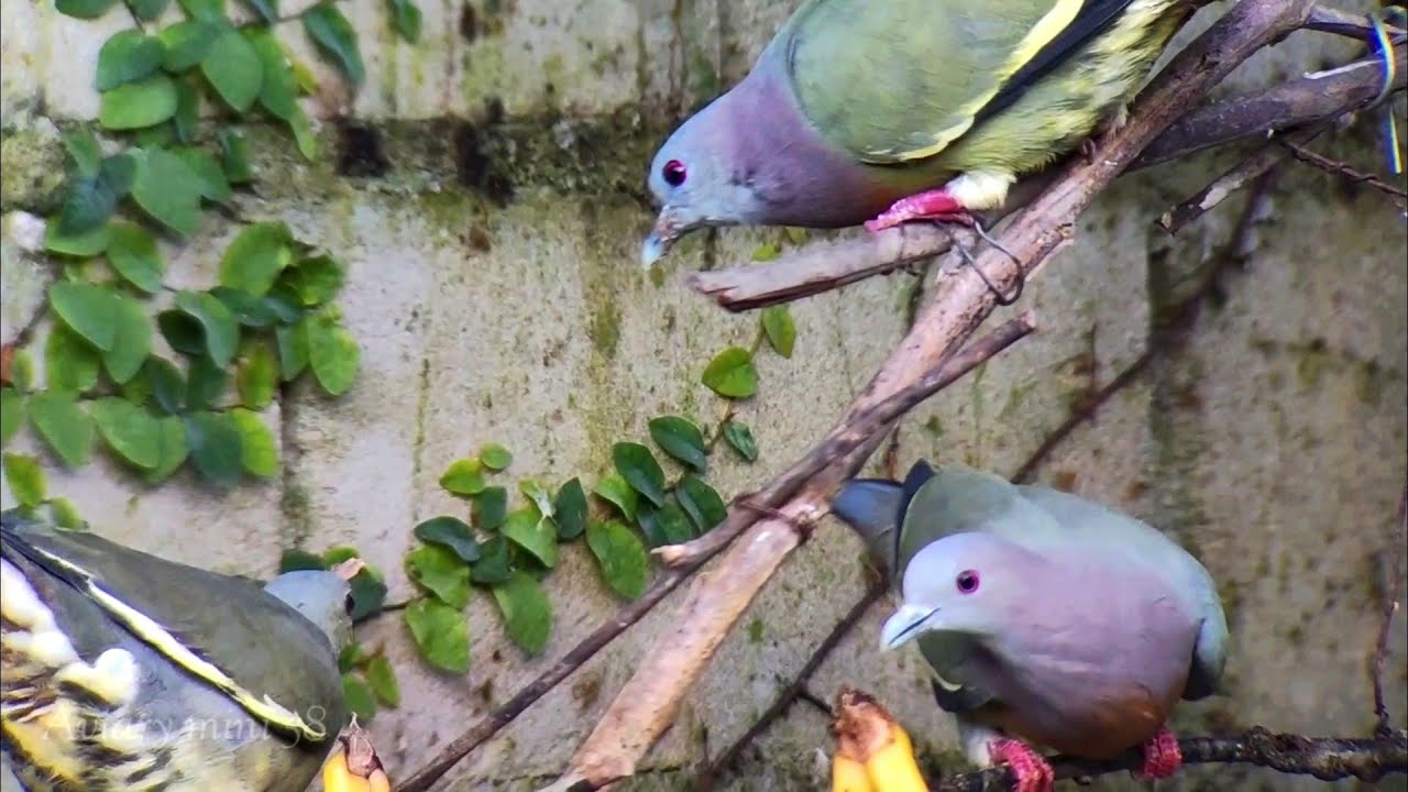 review burung punai daun di aviary mini 58 - punai jantan dan betina ...