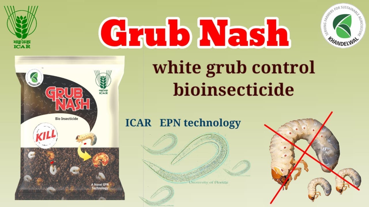 Grub Nash | white grub control bio insecticide | EPN technology ...