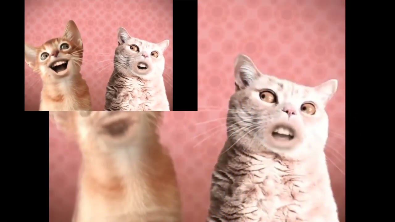 Preview 2 Numa Cat Has A Sparta Remix No BGM - YouTube