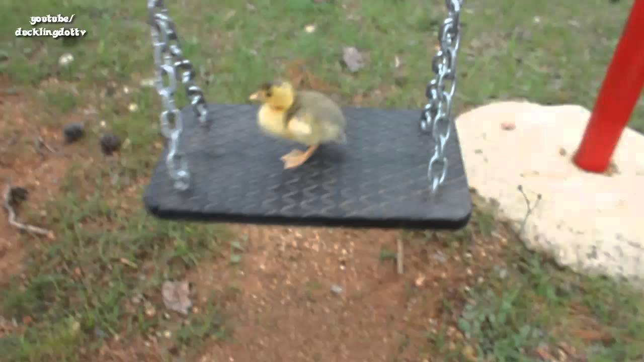 Watch First Swing With Cute pet duck !! Hillarious :) - YouTube