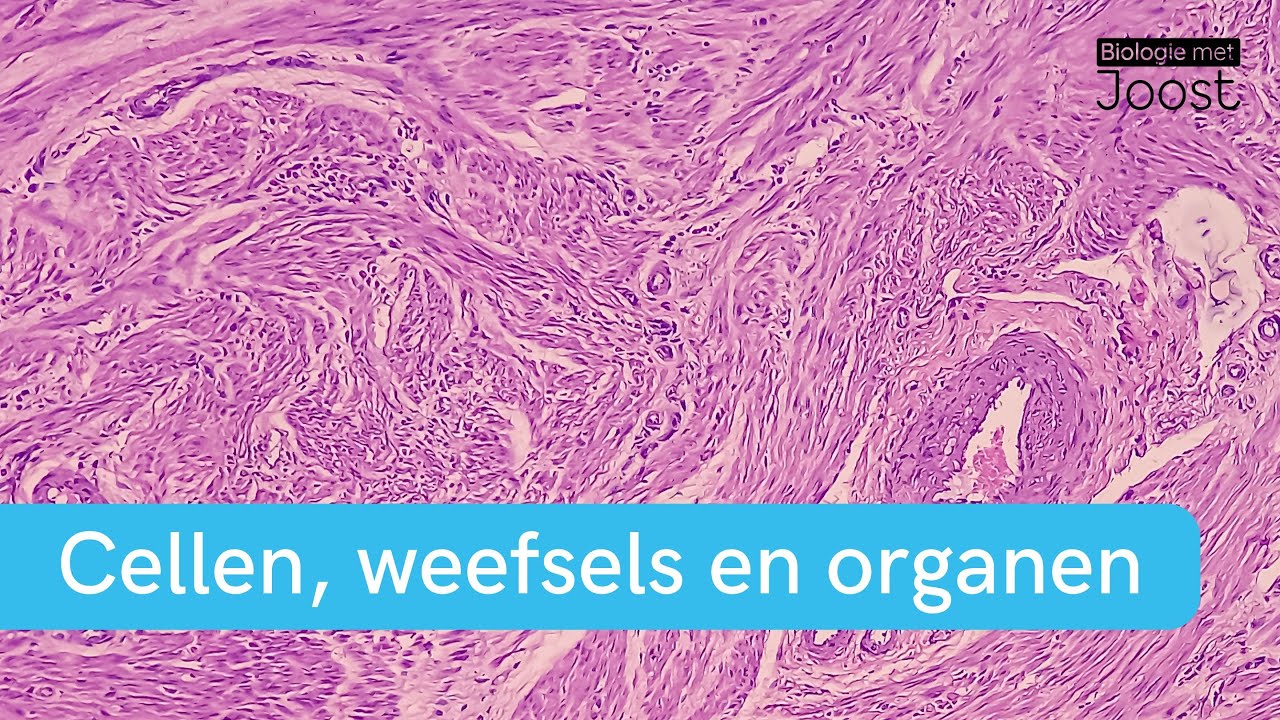 Cellen, weefsels en organen | Samenvatting - YouTube