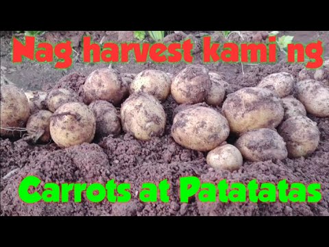 Nag harvest kami ng patatas at carrots sa aming backyard garden dito sa ...