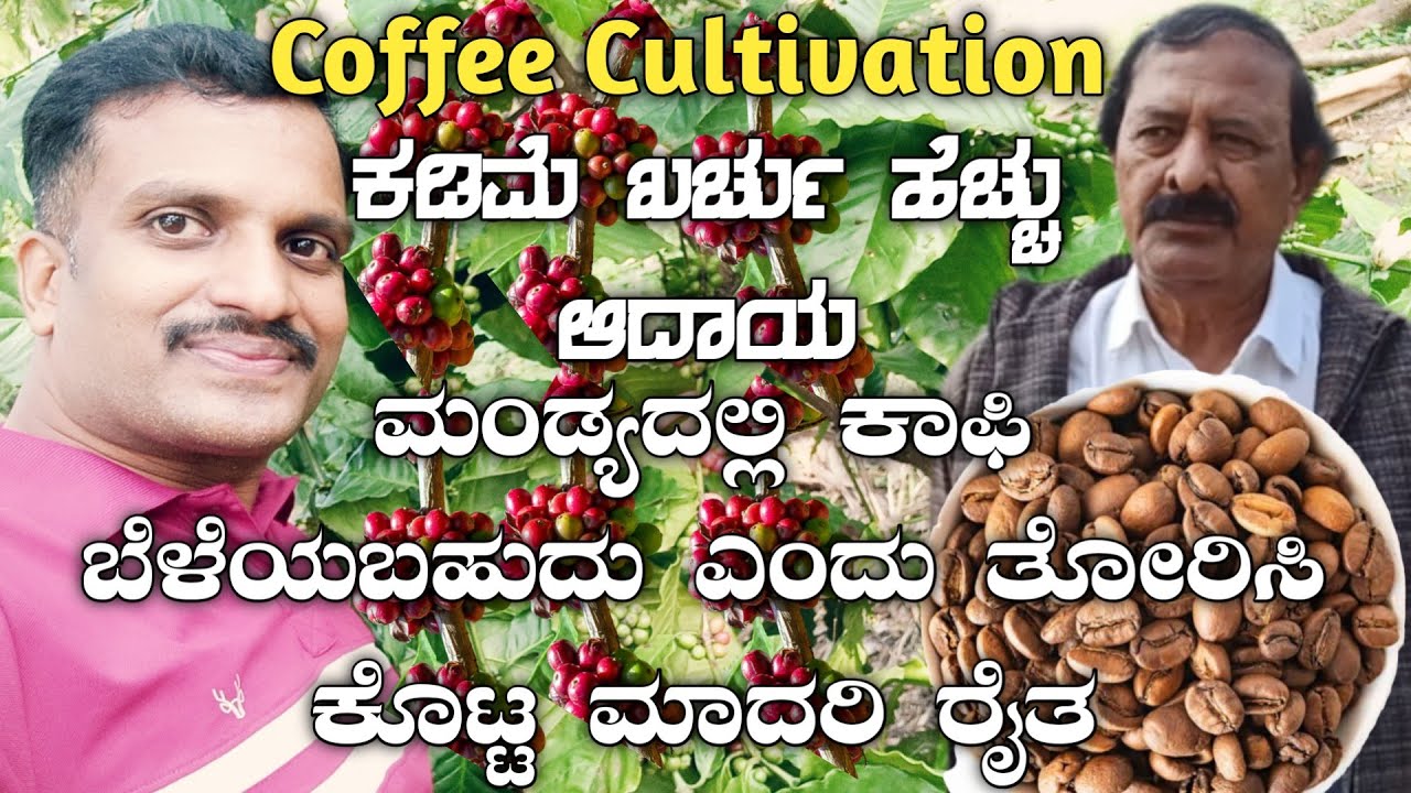 ಕಾಫಿ ಕೃಷಿ|Coffee cultivation|Coffee plantation|Coffee growing|Cofee ...