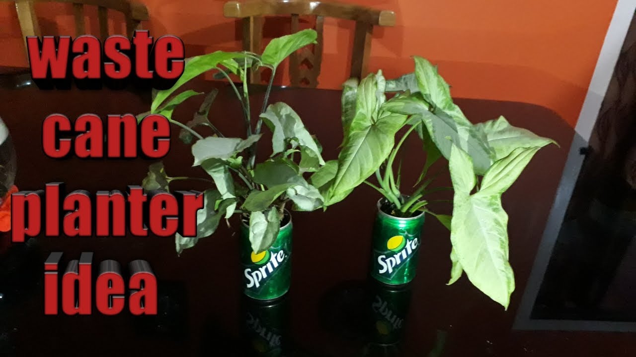 How to use cane as a planter in indoor gardening#potmaking /creative ...