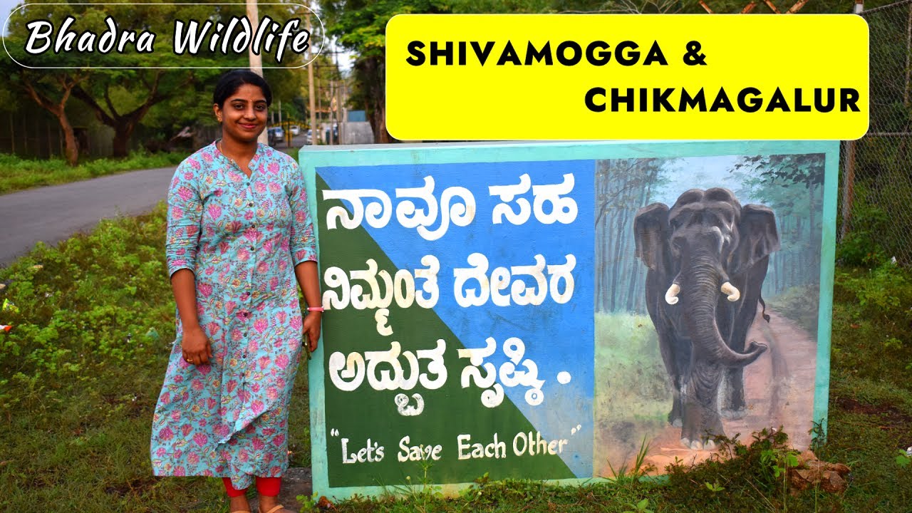 Tiger Lion Leopard Safari In Shivamogga Karnataka I Tyavarekoppa I tiger-lion-leopard-safari-in-shivamogga-karnataka-i-tyavarekoppa-i