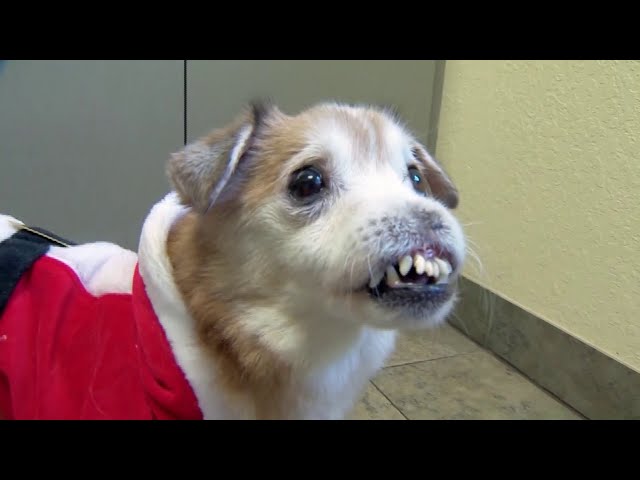 Meet Sniffles, the wonderful noseless dog that's looking for a forever ...