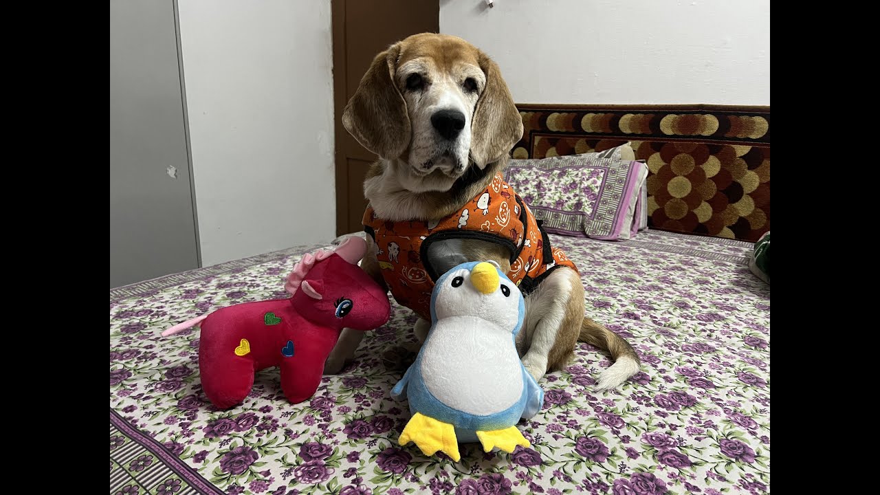 Penguin or Unicorn - Which one will Leo choose? | Leo The Beagle - YouTube