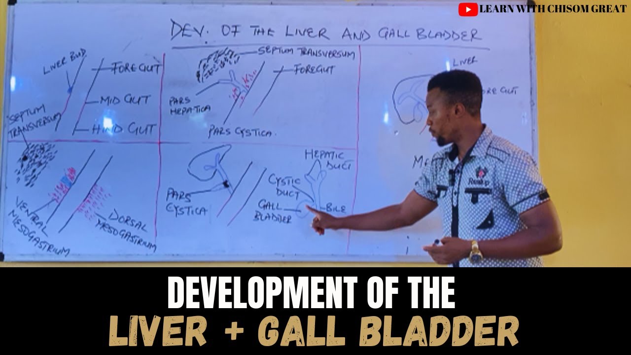 DEVELOPMENT OF THE LIVER || GALL BLADDER EMBRYOLOGY - YouTube