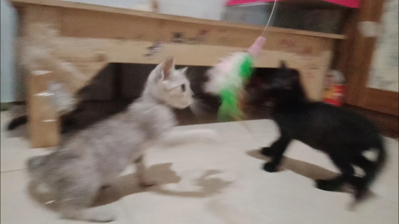 Funny Kittens playing with toys || kittens playing together - YouTube