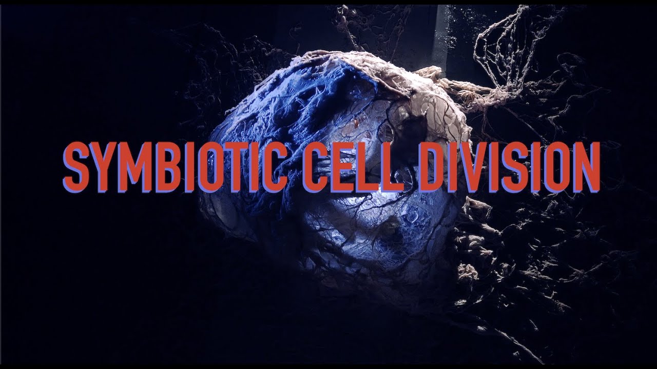 SYMBIOTIC CELL DIVISION - THE VISUAL EXPERIENCE - YouTube