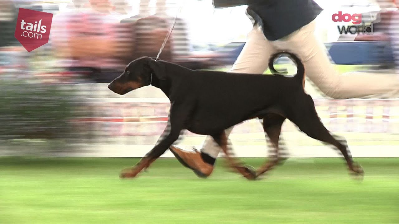 Windsor Dog Show 2016 - Best in Show - YouTube