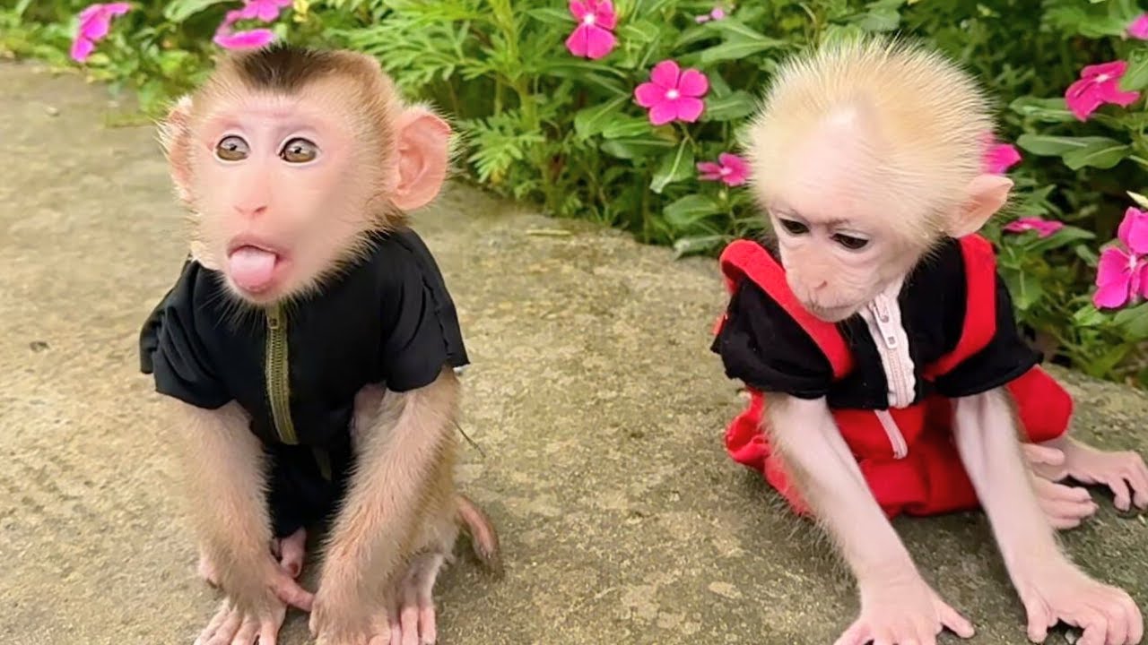 funny video about baby monkey Ren - YouTube