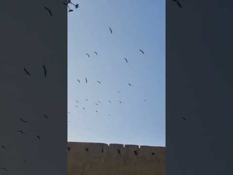 a beautiful birds flying # beautiful song - YouTube