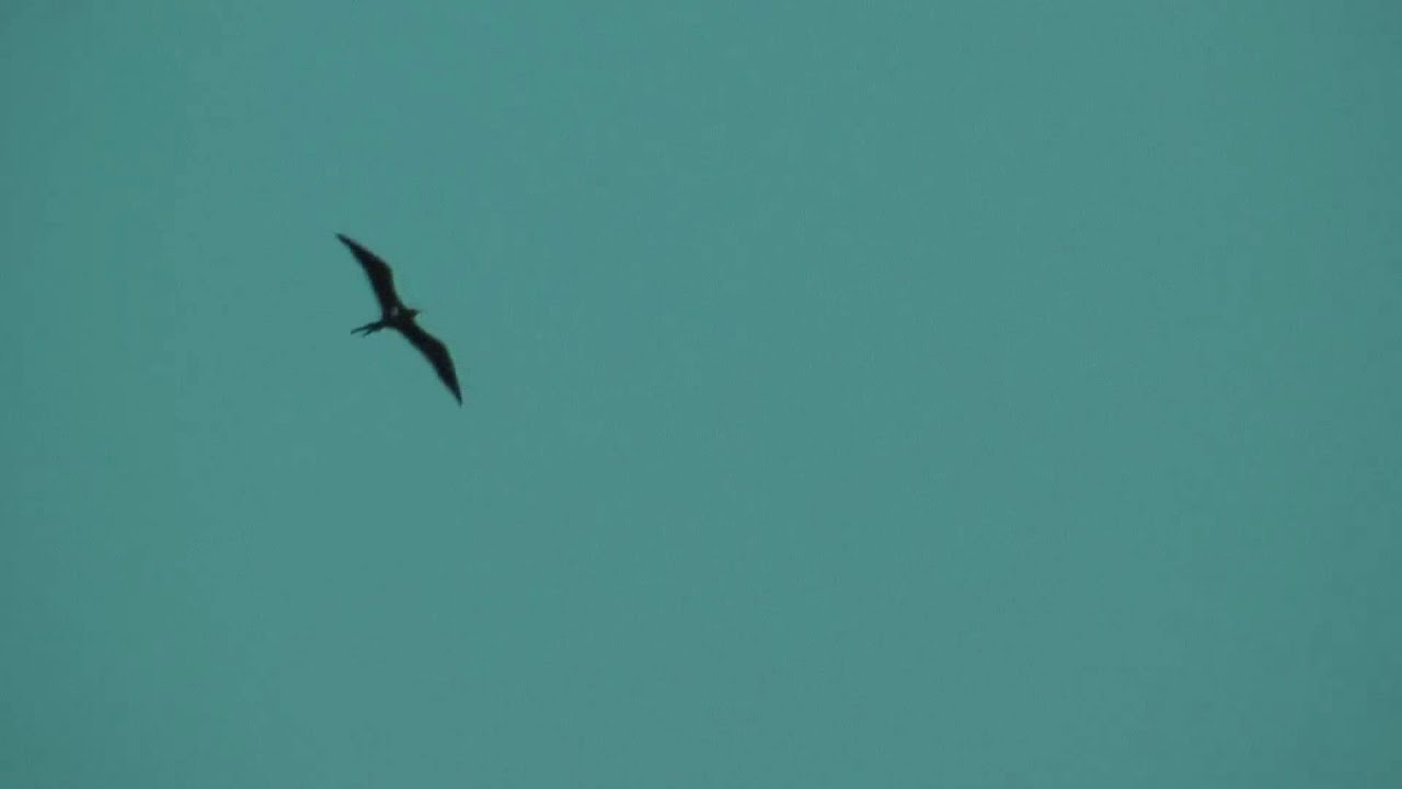 Lesser Frigate Bird (Fregata ariel) - YouTube