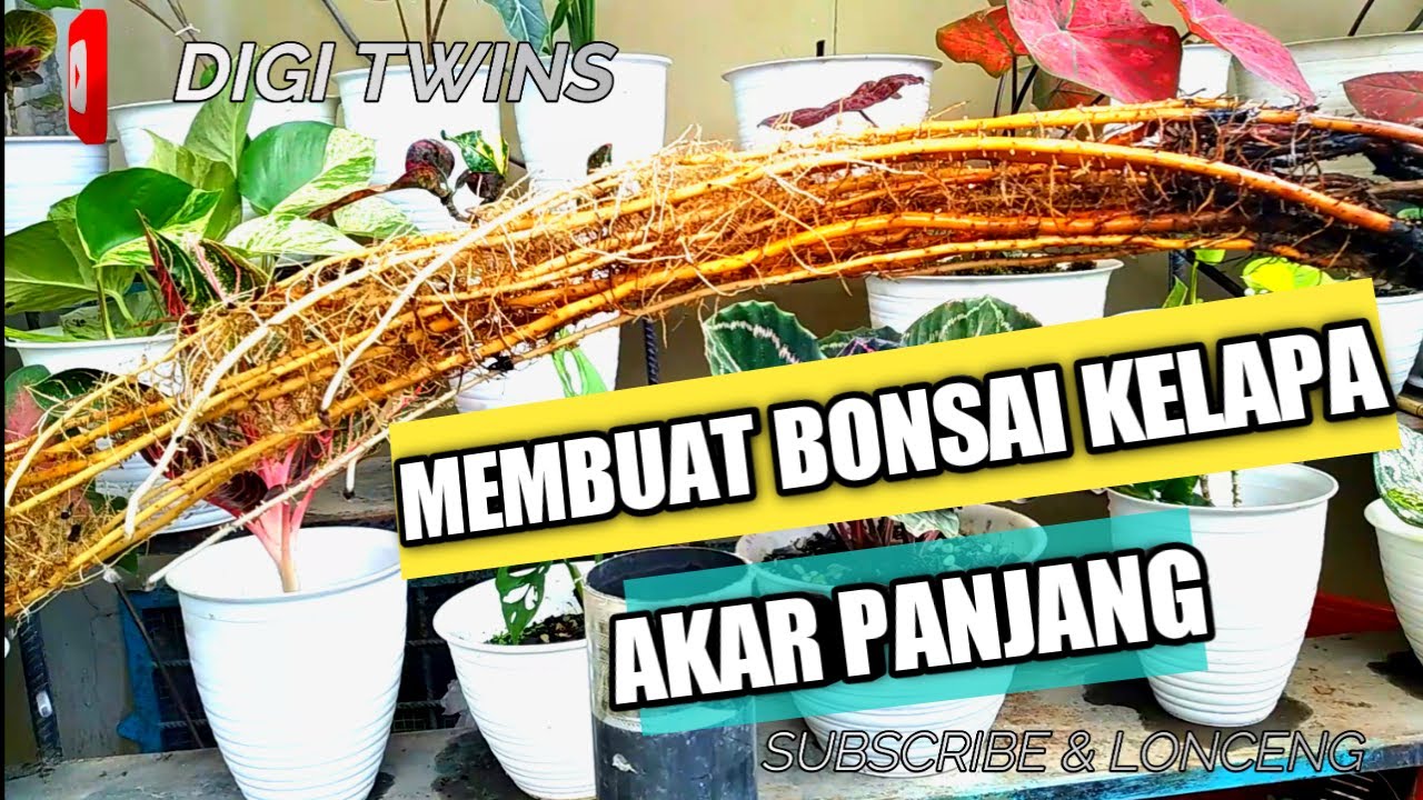 CARA MEMBUAT BONSAI KELAPA AKAR PANJANG - YouTube