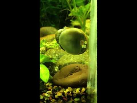 Nerite Snail: Full Care Guide (with Tank Setup, Mates & Diet)