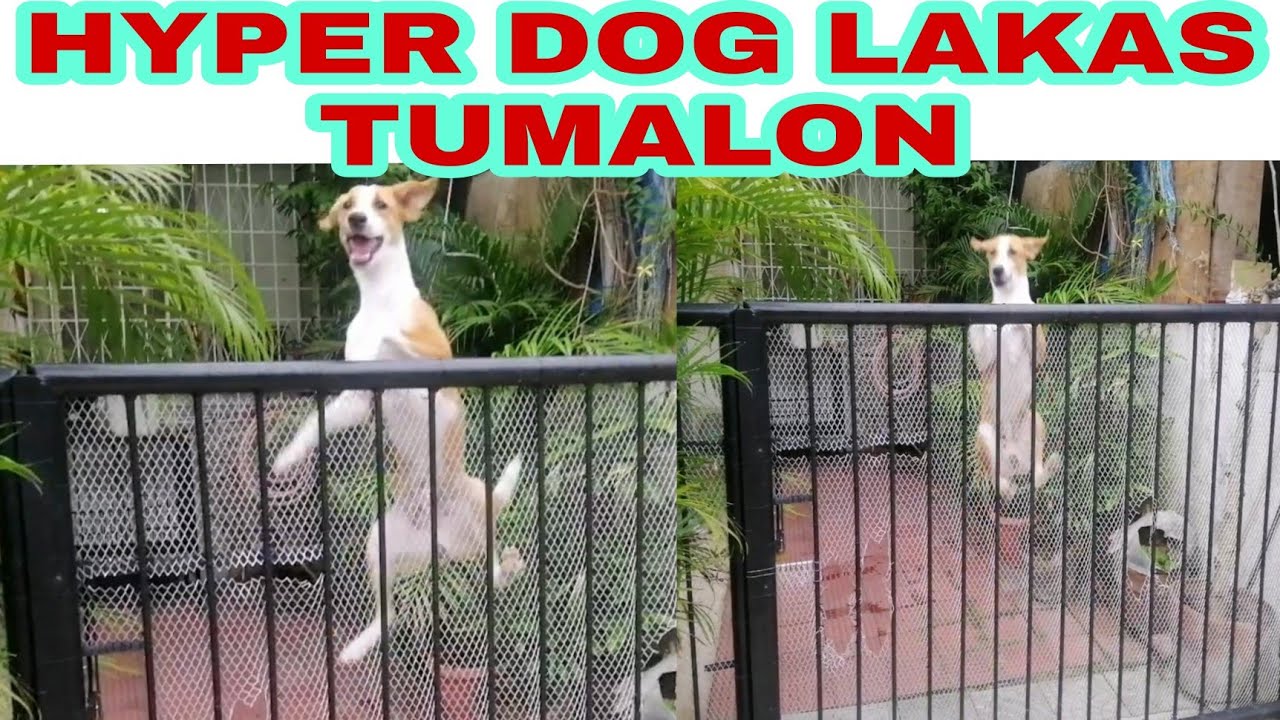 TAAS LUMUNDAG NA ASO - YouTube