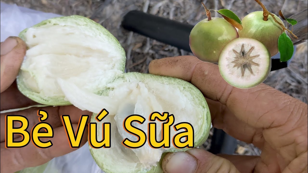 Hái Vú Sữa. Havesting the star apple - YouTube