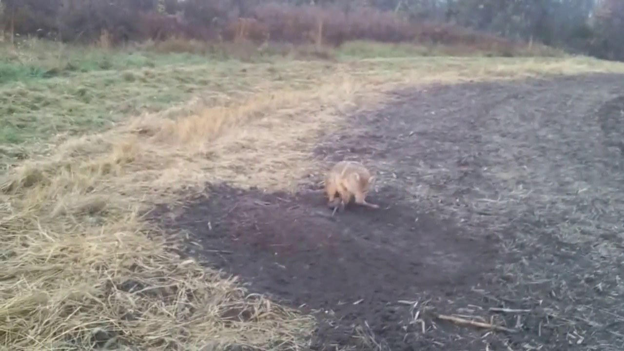 coyote trapping in Missouri trapping season day 2.my second coyote ...