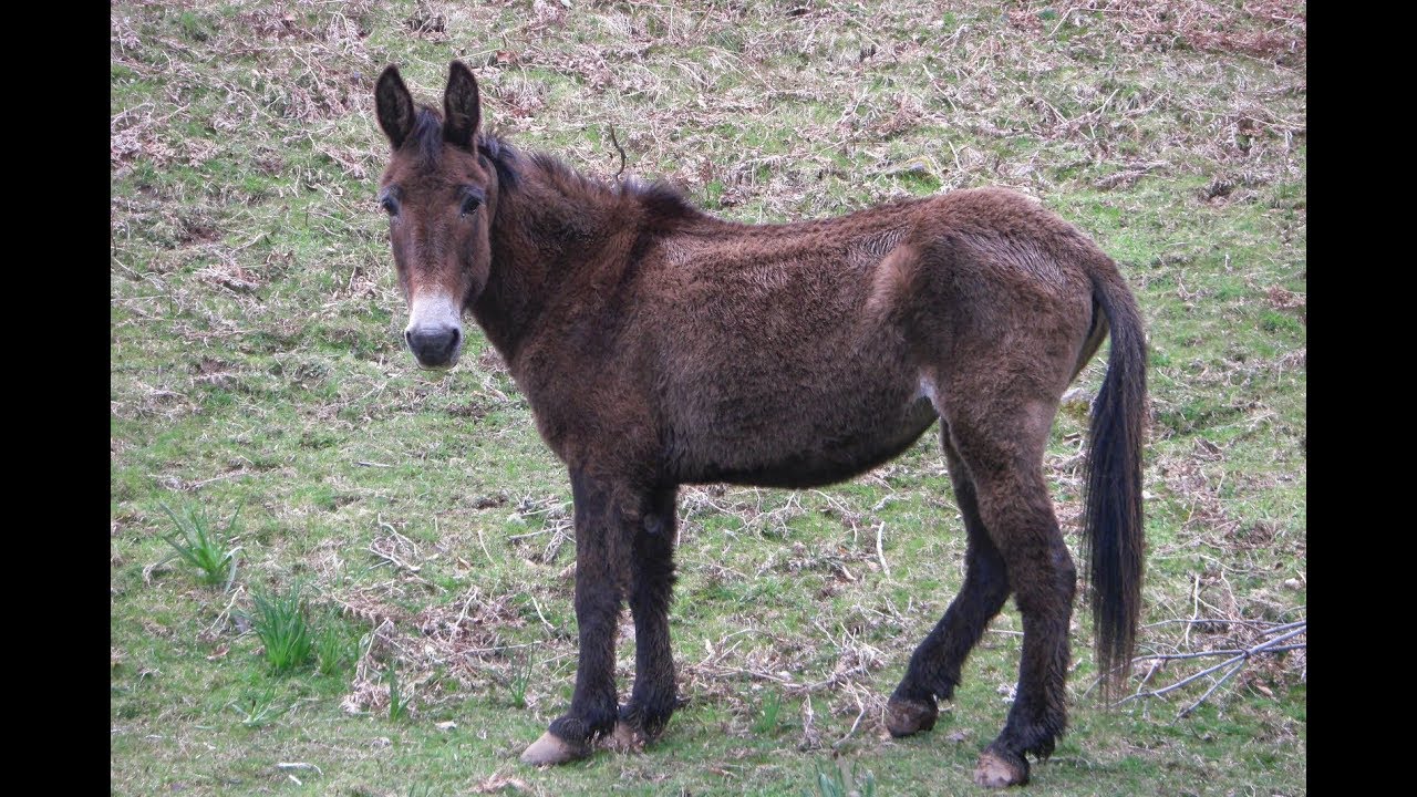 Desfile y Exposición de Mulas en el Municipio de Concordia-Colombia ...