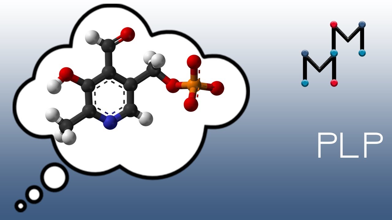 Transamination Mechanism: Chemistry of the PLP Coenzyme - YouTube