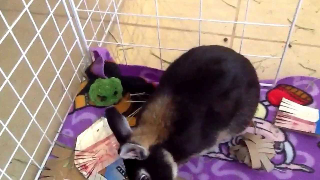 This is my first video! I made this channel for my bunny Oreo and this ...