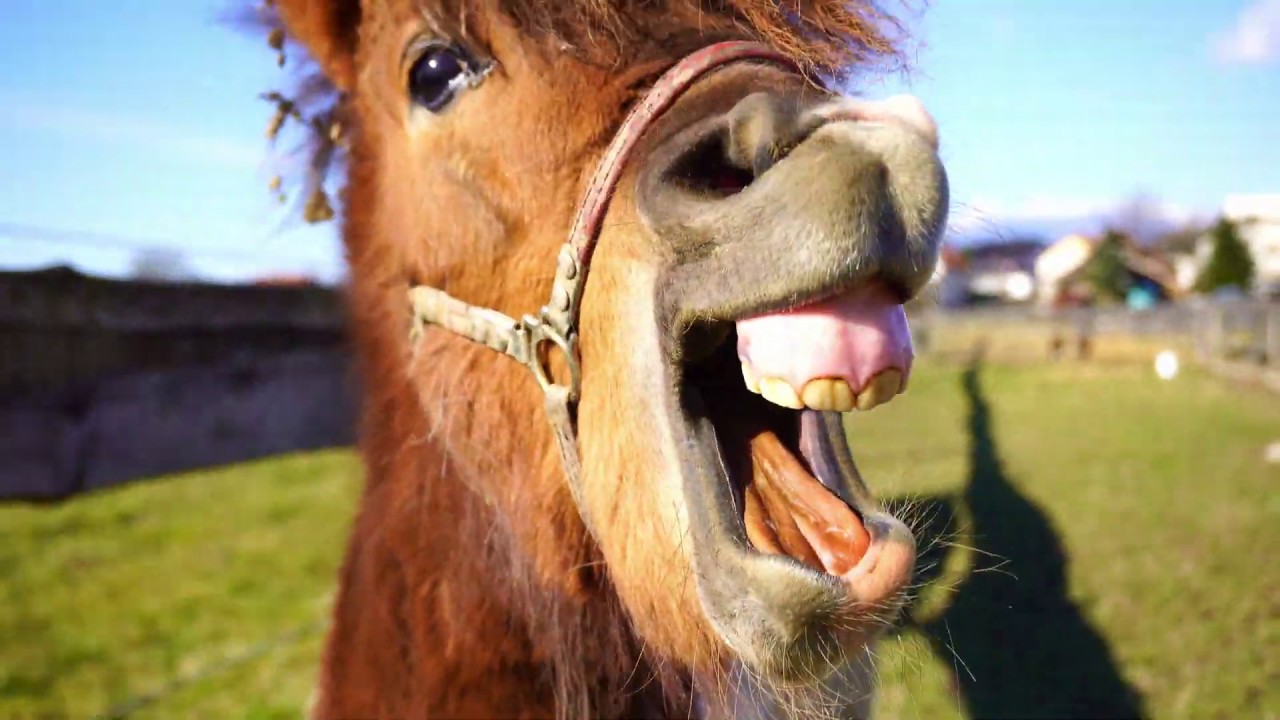 Smiling pony - YouTube