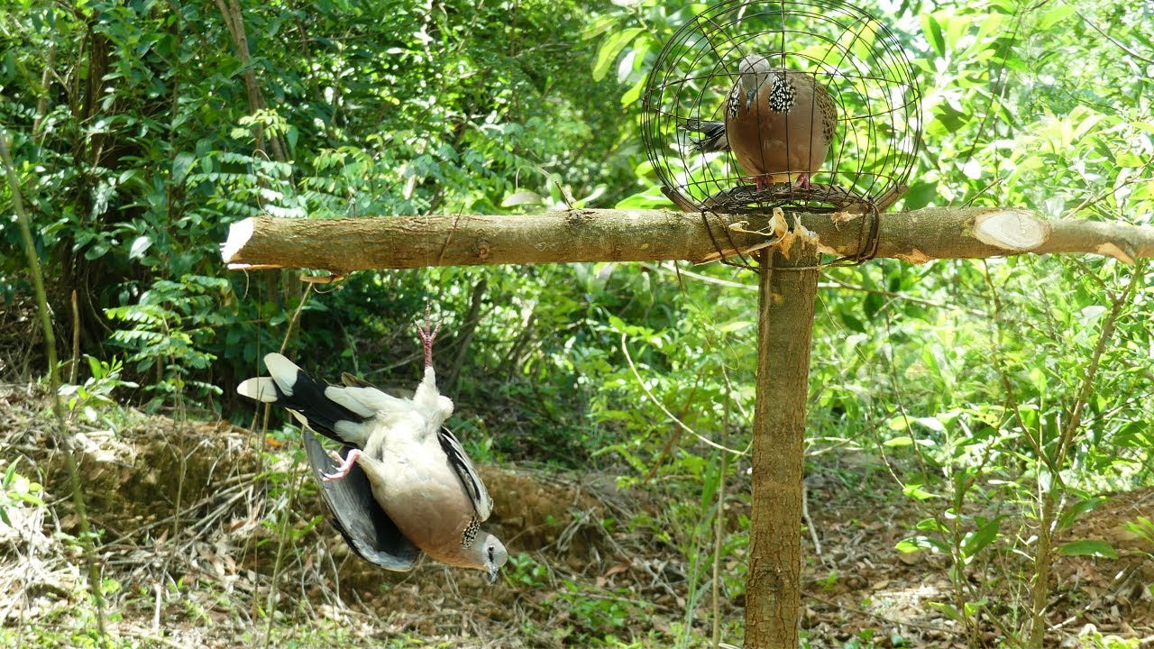 Unique New King Of Trap | The Best Bird Traps Near The Mountain - YouTube