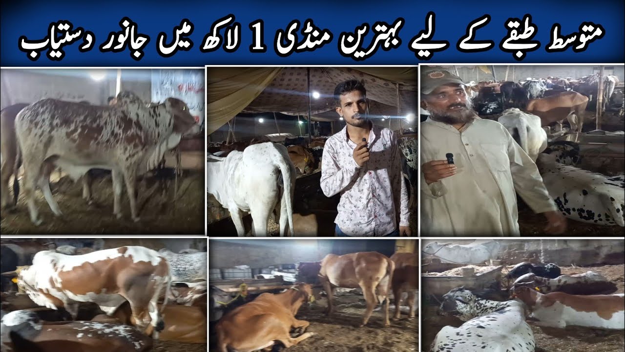 100k To 450k Range Cows & Bulls | Best Cow Mandi In Karachi||Ahsan ...