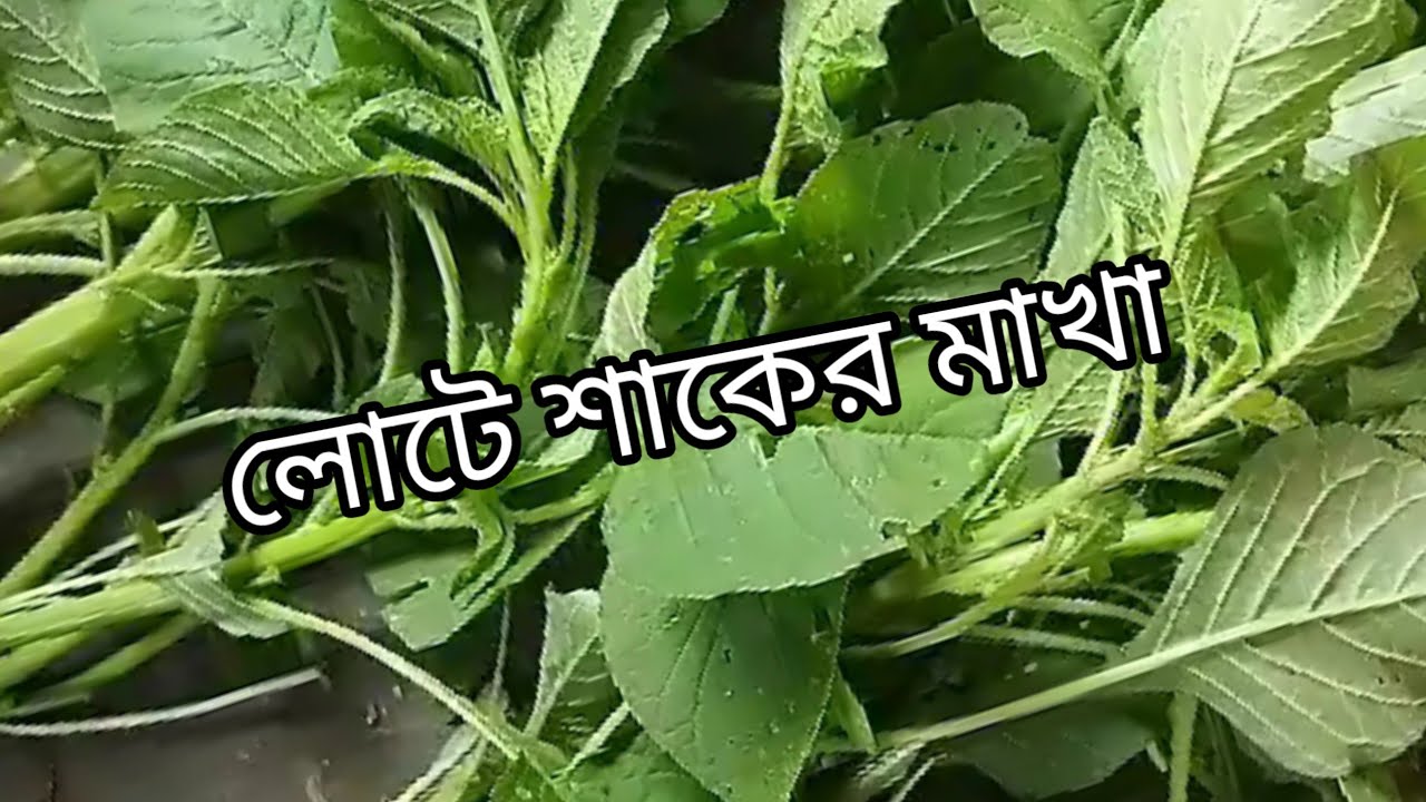 BANGALI SHAAG RECIPE!!! Farm Fresh Data Shaager Sabji Recipe । साक की ...