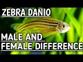 Zebra Danio Male And Female