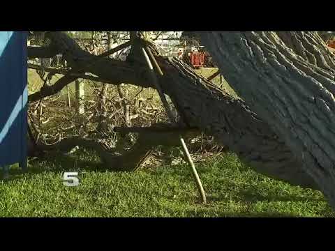 Strong Winds Uproot Massive Tree in the City of Combes - YouTube