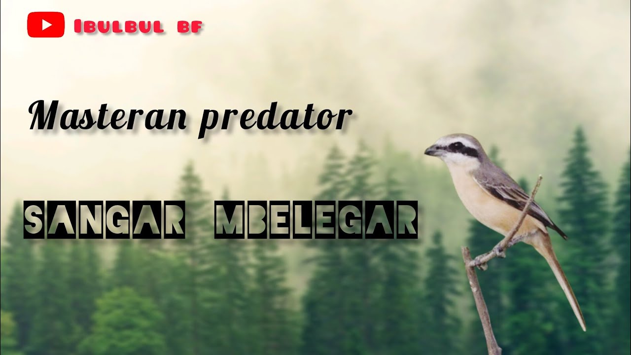 pentet macan predator pemilik suara kasar 2025 - YouTube