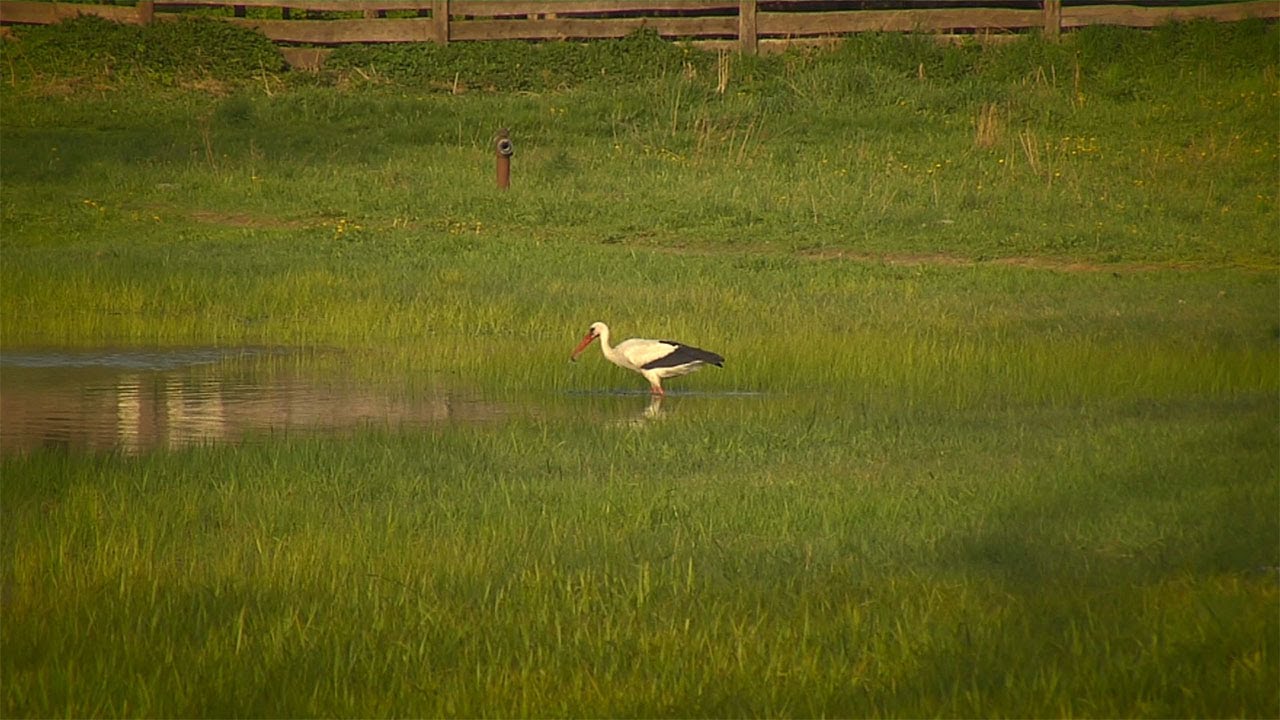 CZTERY PORY ROKU. WIOSNA - YouTube