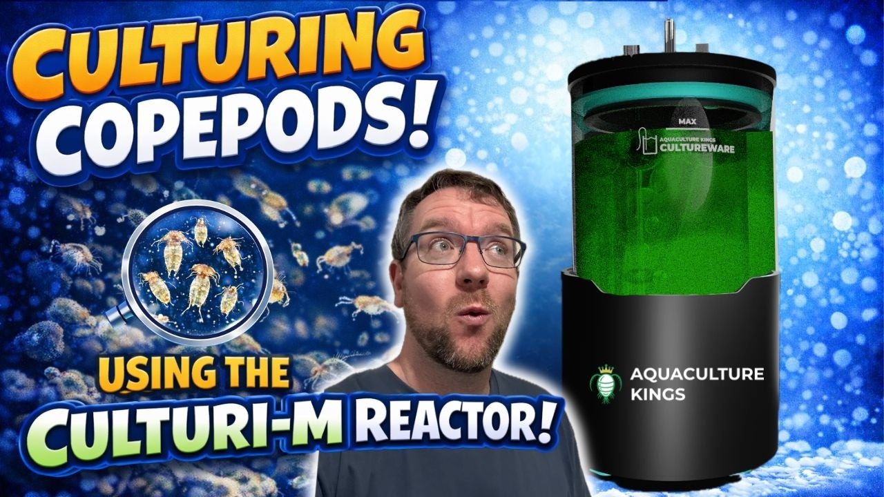 Culturing Copepods at Home! Aquaculture Kings Culturi-M - YouTube