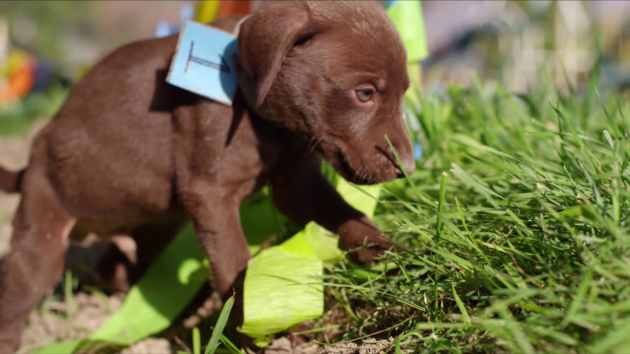 Cute Puppy Race in 4K ULTRA HD(Nature) - YouTube