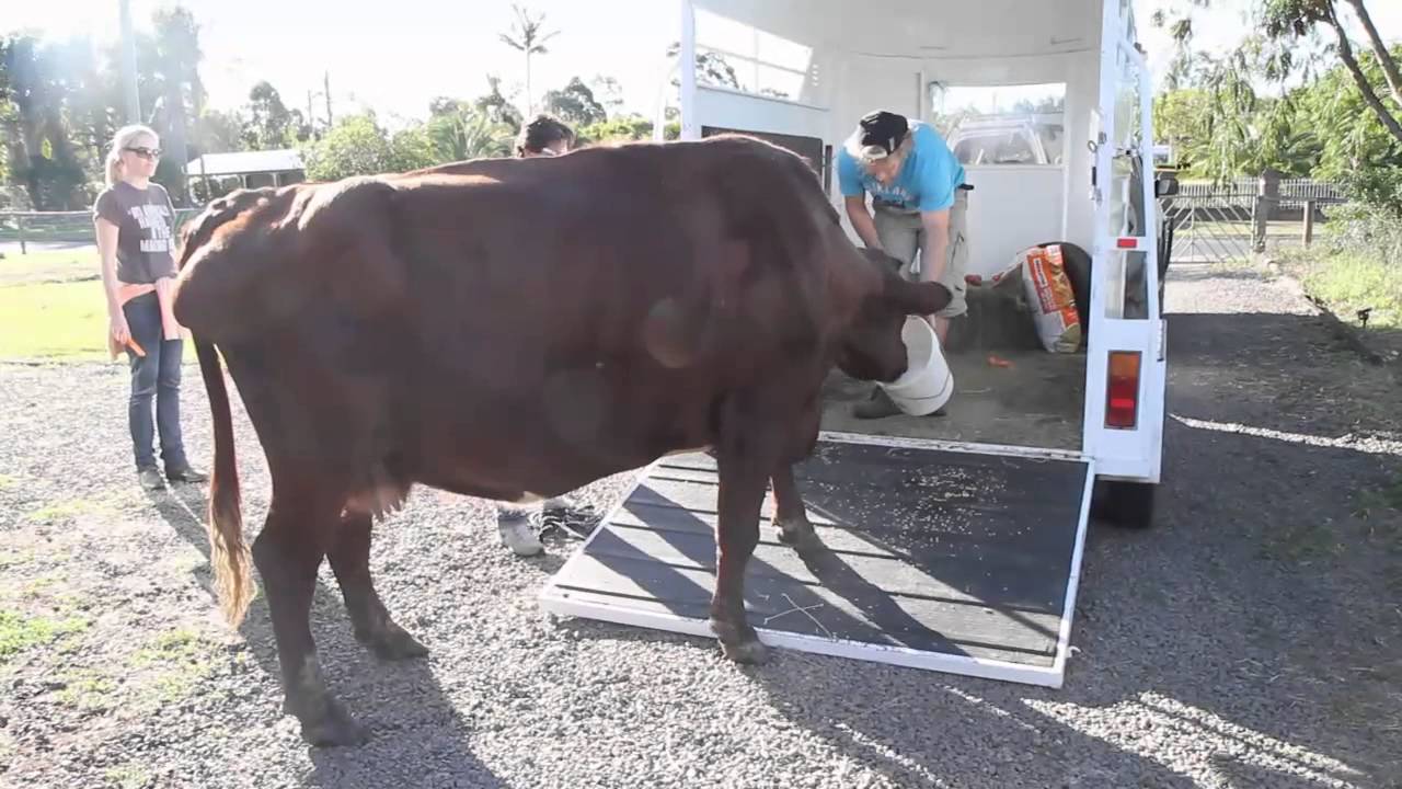 The rescue of Mary the Cow - YouTube