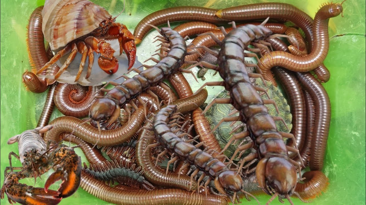 Menemukan Bekicot Pelangi, Kerang Laut,Kerang, Kelomang,kaki Seribu ...