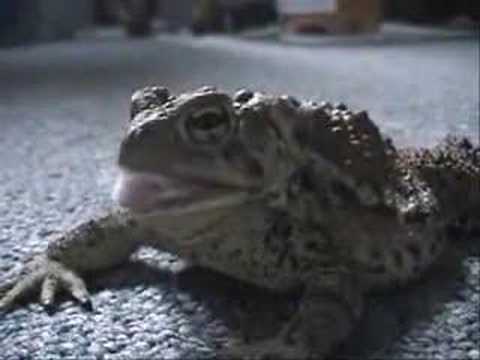 Toad eats mouse - YouTube