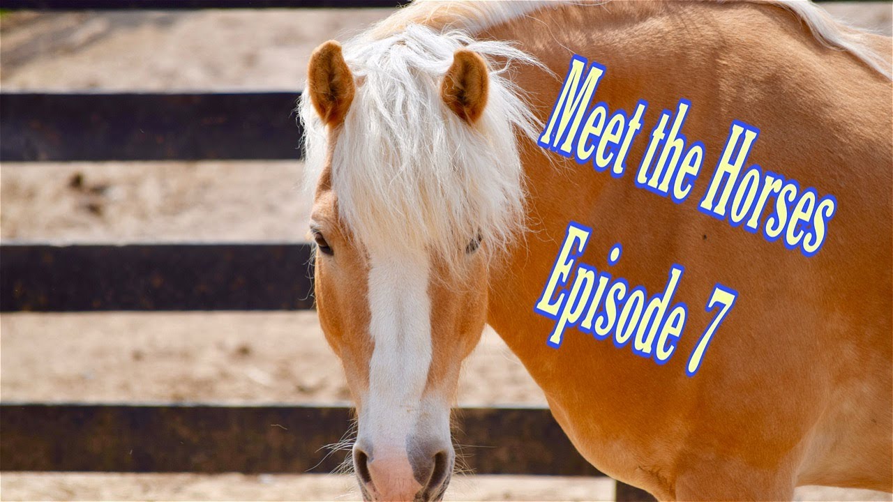 Meet the Horses of R&R Ranch Ep. 7 Tansy & Sailor - YouTube