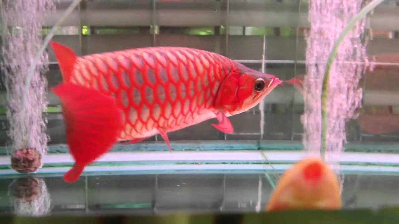 cá rồng huyết long siêu đẹp - YouTube
