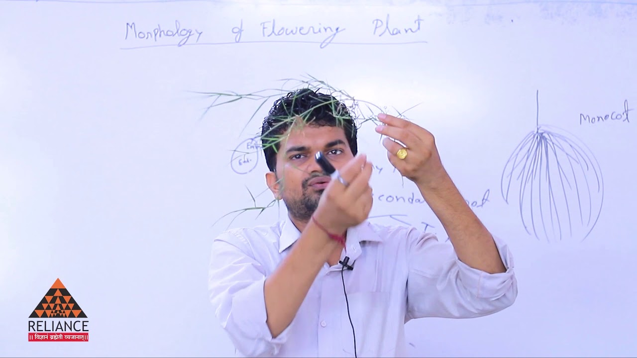 Teaching Methodology at Reliance Latur Pattern | Morphology of ...