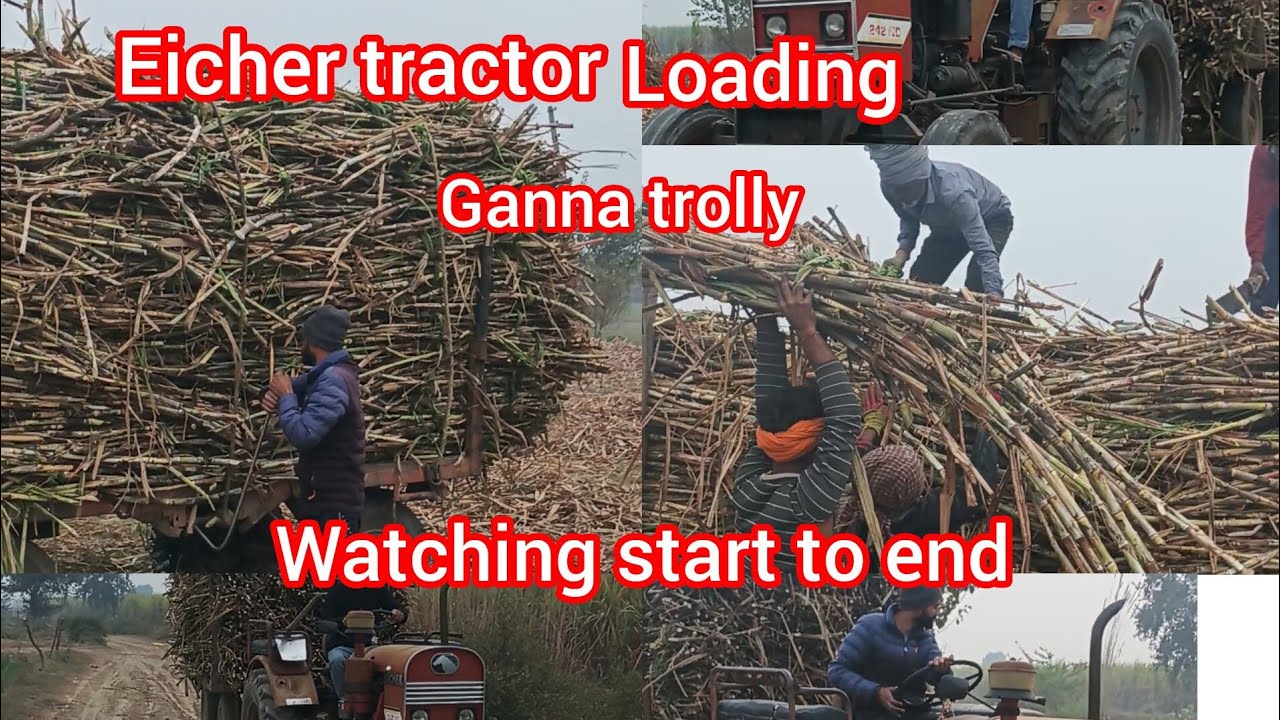 Eicher tractor loading ganna trolly watch start to end 😊 #tractor # ...