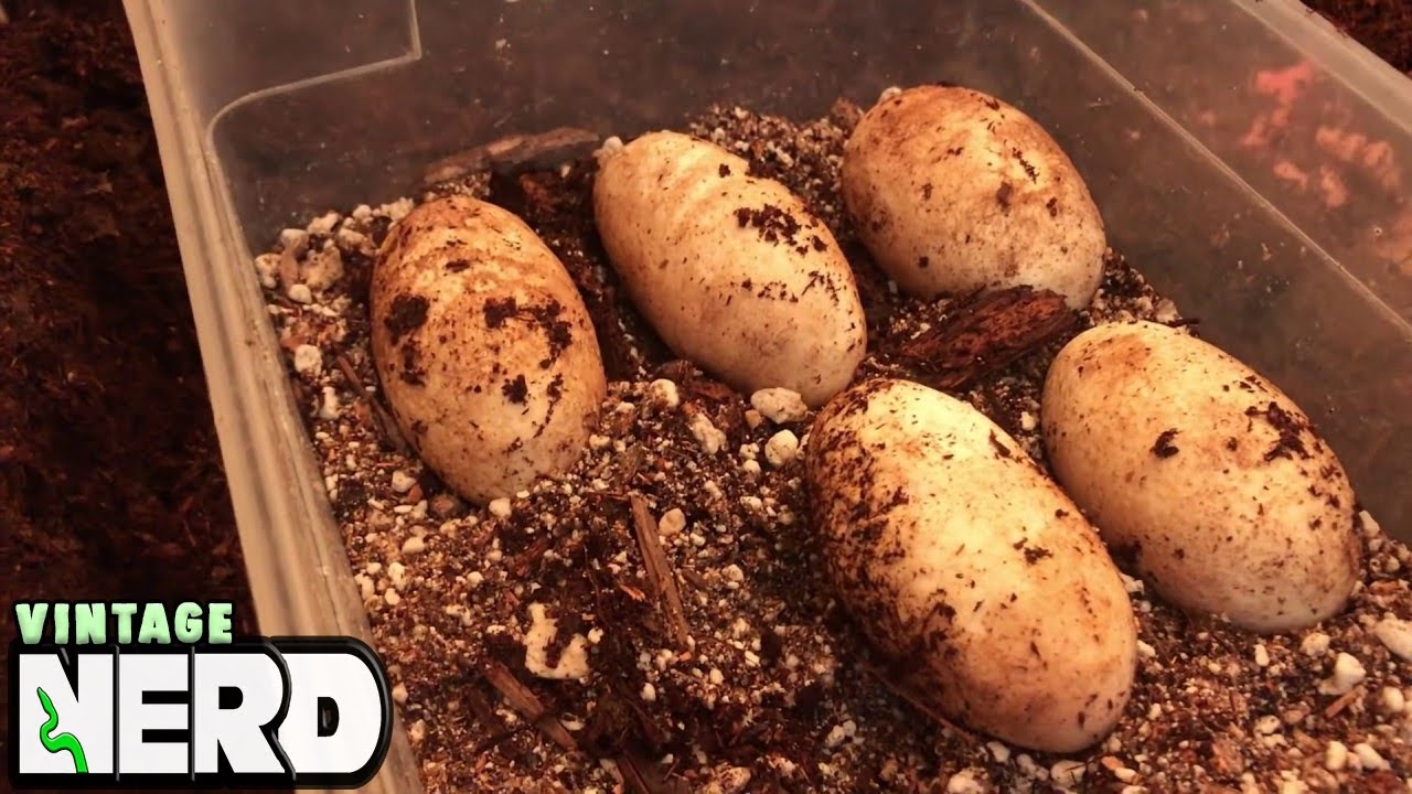 Water Monitor Eggs! Tyler digs up his first Urban Dragon eggs - YouTube