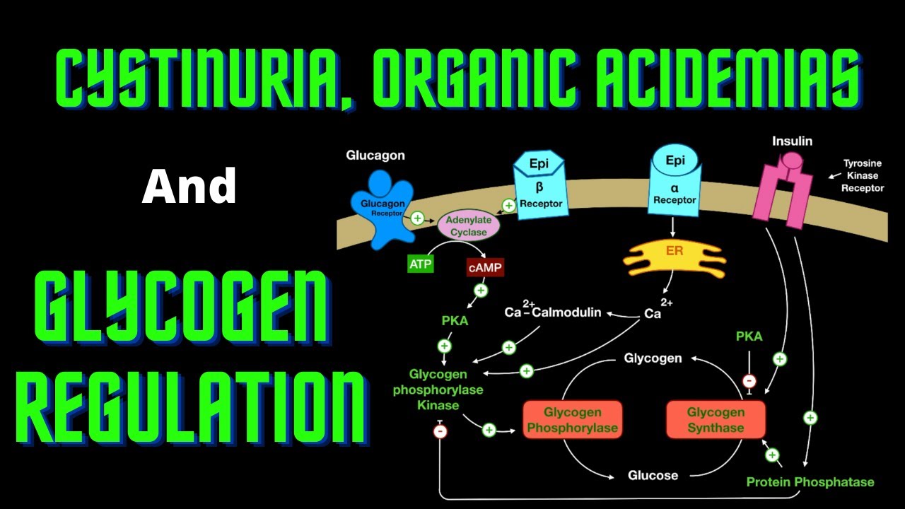 USMLE Step 1 - Lesson 66 - Cystinuria, Organic Acidemias, and Glycogen ...