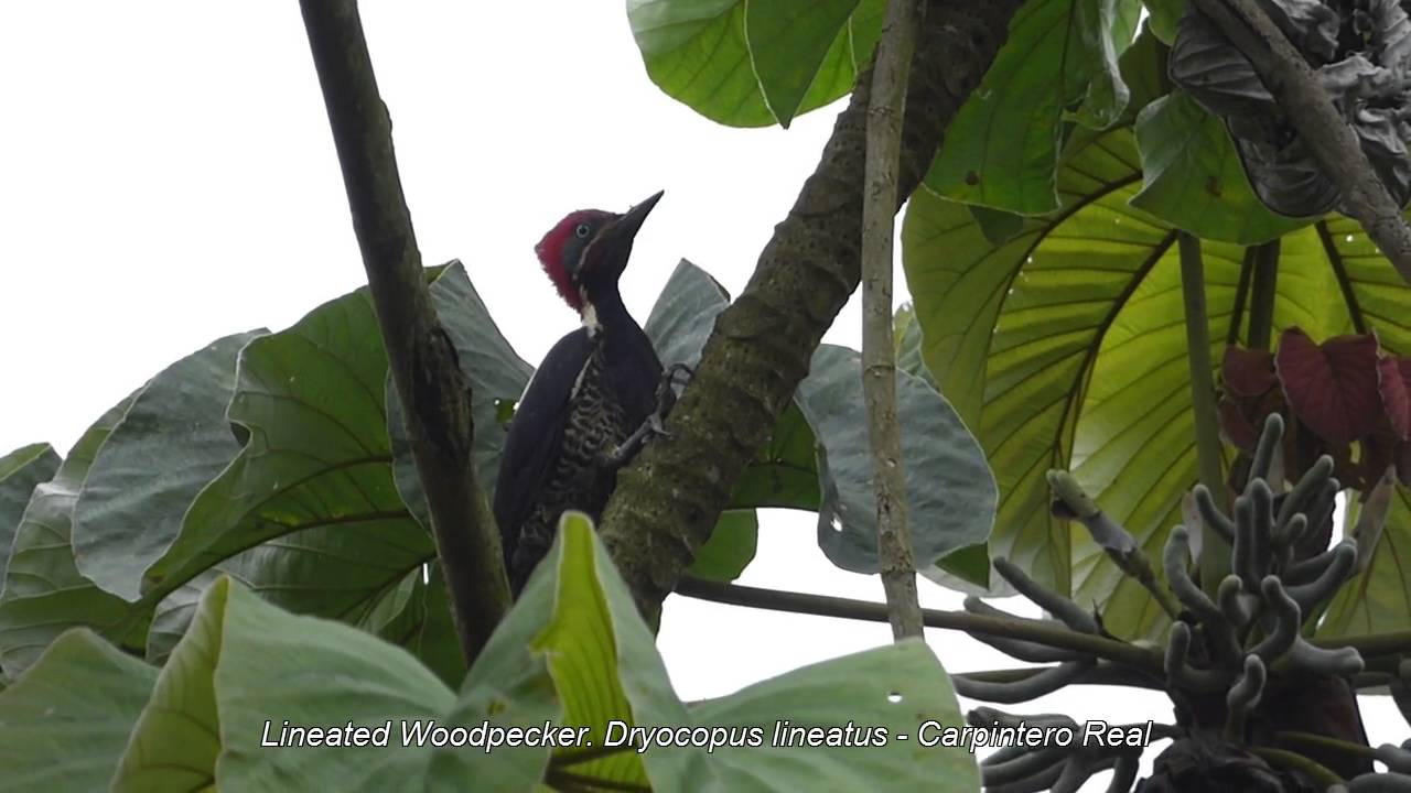 Lineated Woodpecker. Dryocopus lineatus - Carpintero Real - YouTube