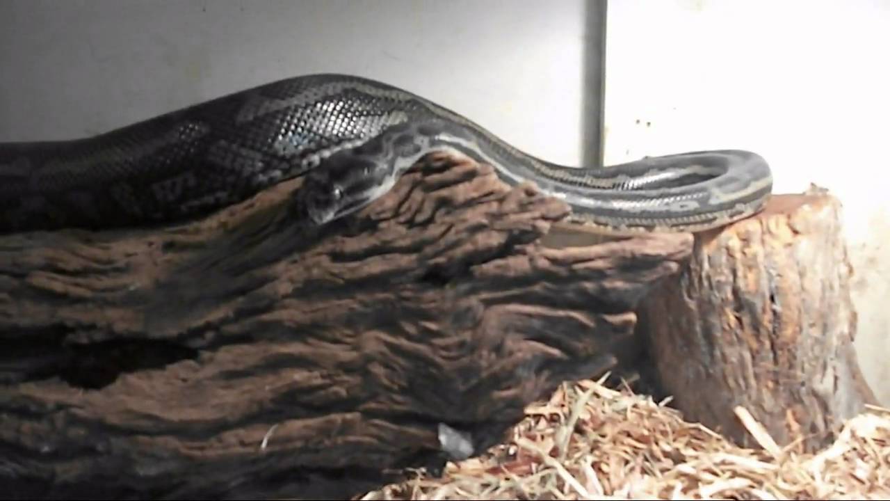 Kaa the coastal carpet python - YouTube