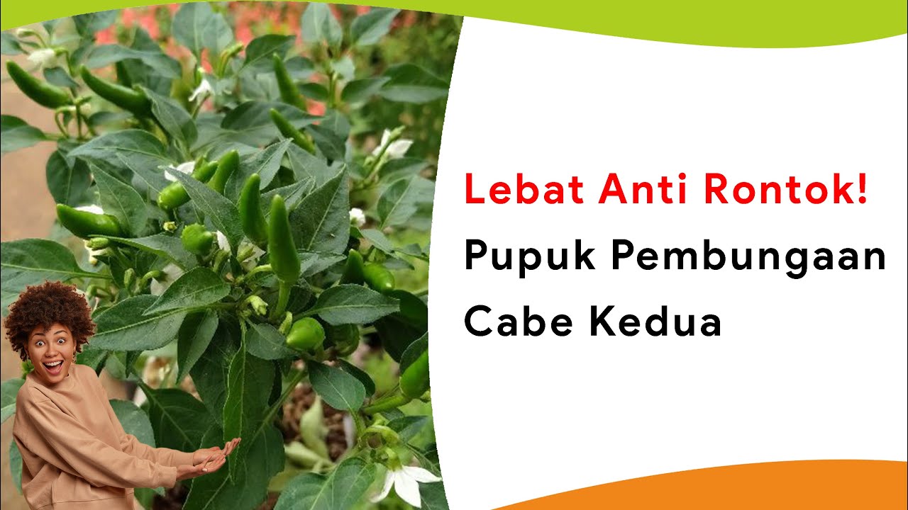 Pupuk Pembungaan Kedua Tanaman Cabe! Bunga Lebat Anti Rontok - YouTube